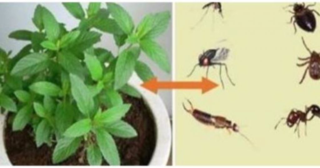Owady w domu – Odkryj, jak ta roślina może Ci pomóc. – Krolowakuchni.pl ...